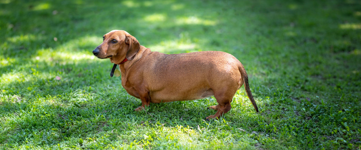 The Truth About Overweight Dogs: Causes, Health Risks, and Effective S ...