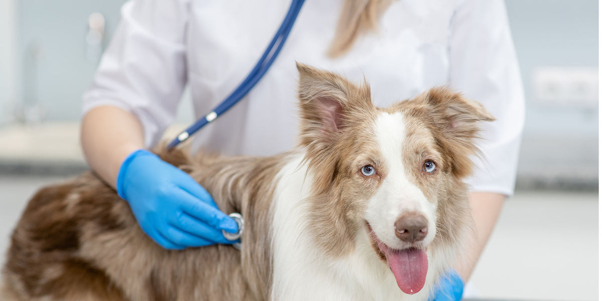 Catch Prime100 on Bondi Vet